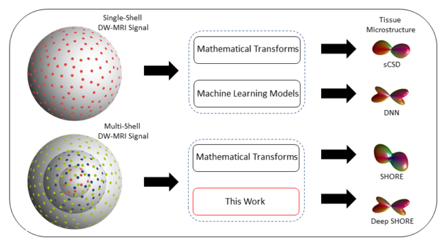 Enabling Multi-shell b-Value Generalizability of Data-Driven Diffusion Models with Deep SHORE ...
