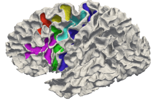 Automatic Labeling of Cortical Sulci using Convolutional Neural Networks in a Developmental ...